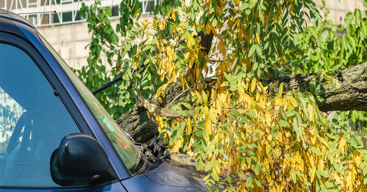 West Chester Car Accident Lawyers | Fallen Tree Caused my vehicle crash